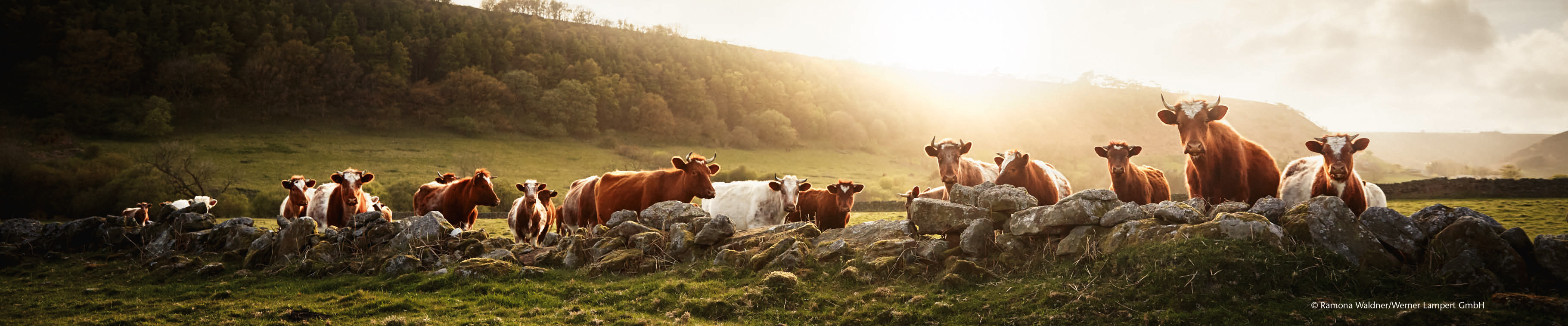 Athesia Kalenderverlag GmbH - Heye Harenberg Weingarten