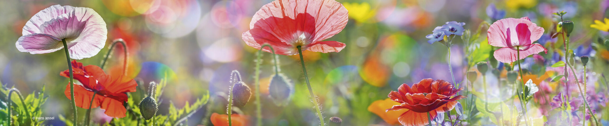 Athesia Kalenderverlag GmbH - Heye Harenberg Weingarten